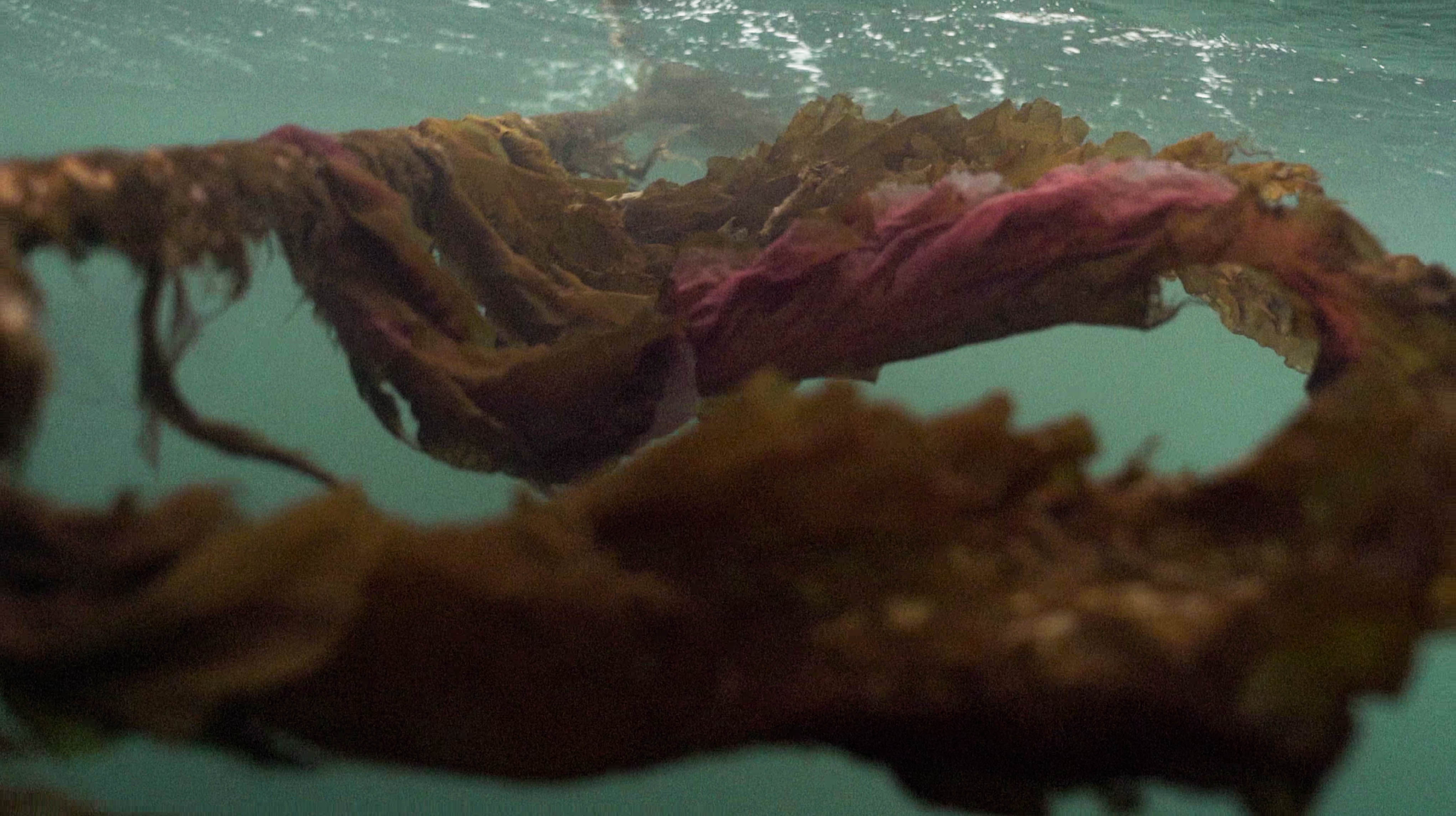 HOW TO USE KELP FERTILISER – Tangled Greens